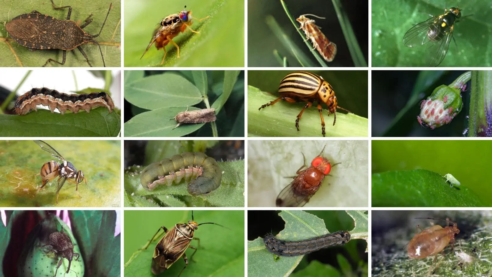 Características de las plagas agrícolas y como deben combatirse - Biocaptur 2025